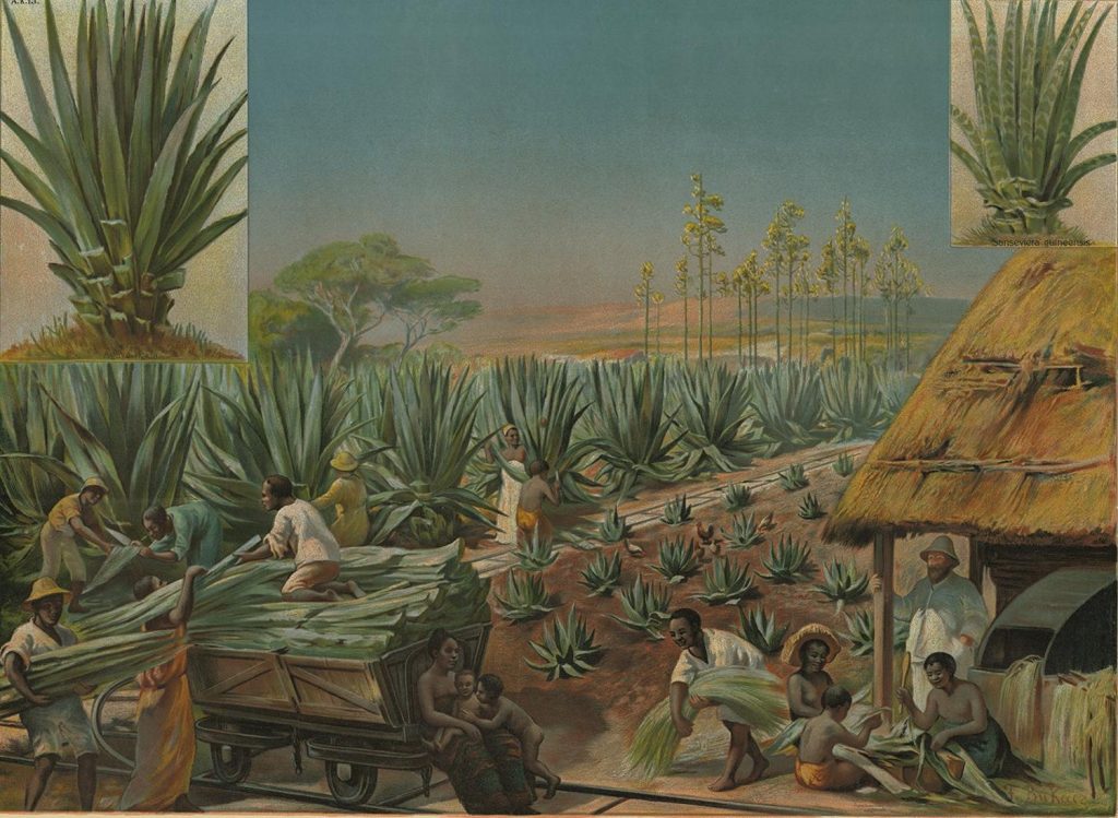 The History of Mexico's Agave Spirits - Latina