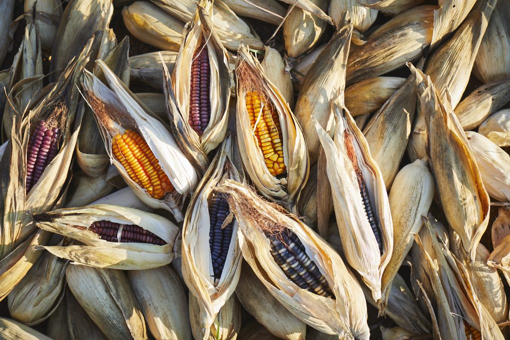 Jorge Gaviria Is Changing the Way We Think About Corn - Latina